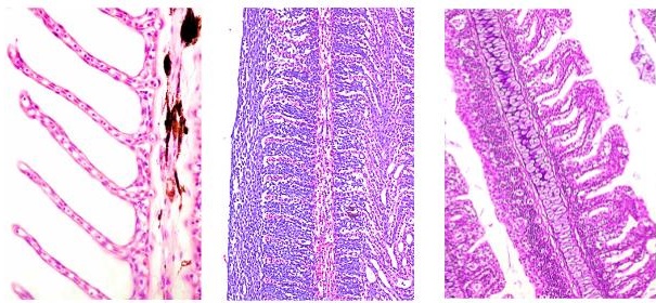 Fish Histopathology 2025: A Focus on Gills - EAFP 2025 Official website conference