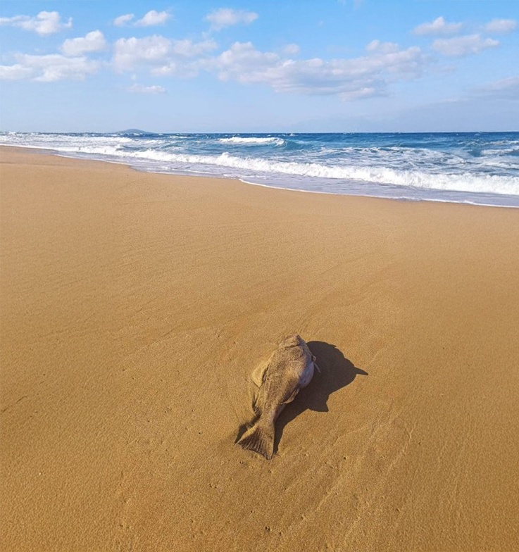 Nodavirus in Wild Fish: Addressing the Mediterranean Grouper Mortality ...